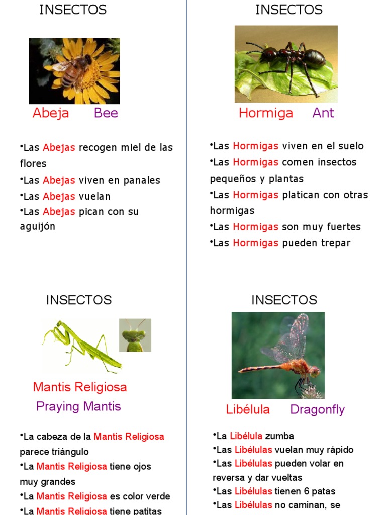 Insectos-Tarjetas para Niños | PDF | Hogar, jardinería y bricolaje
