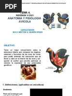 Principales Partes Del Gallo | PDF | Estudios de idiomas extranjeros