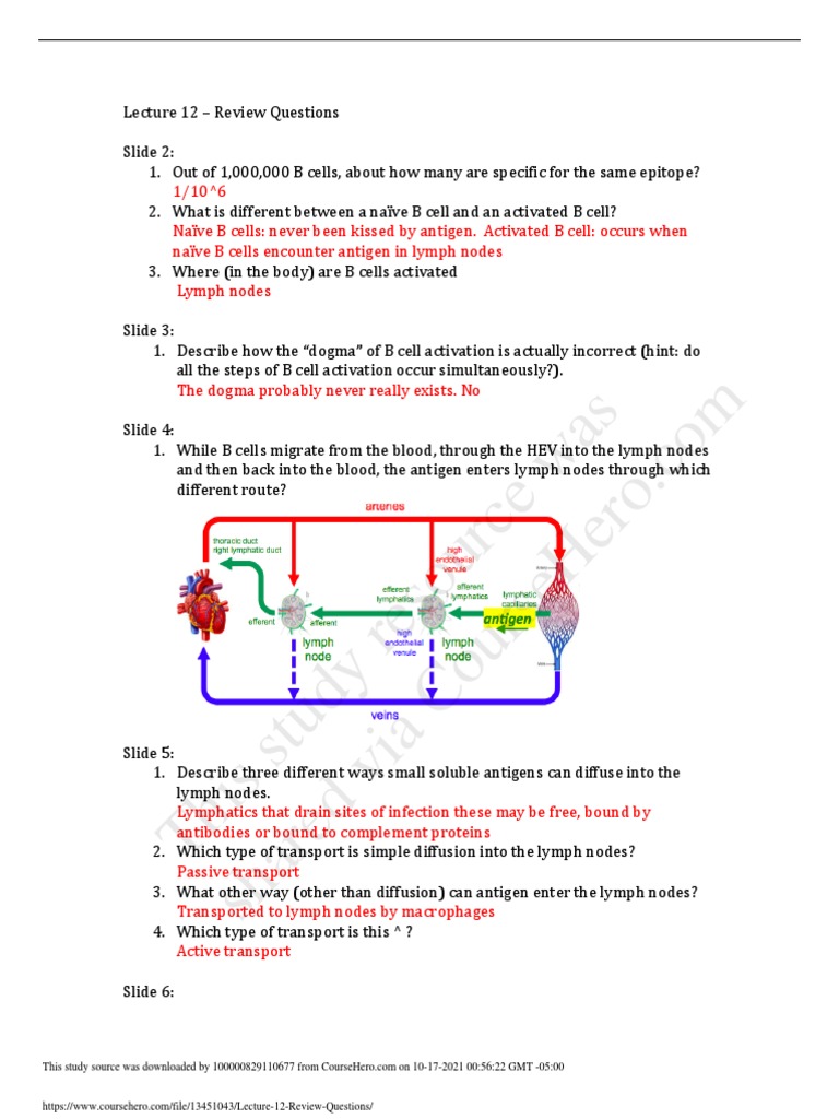 Lecture 12 Review Questions | PDF | Lymph Node | Lymphatic System