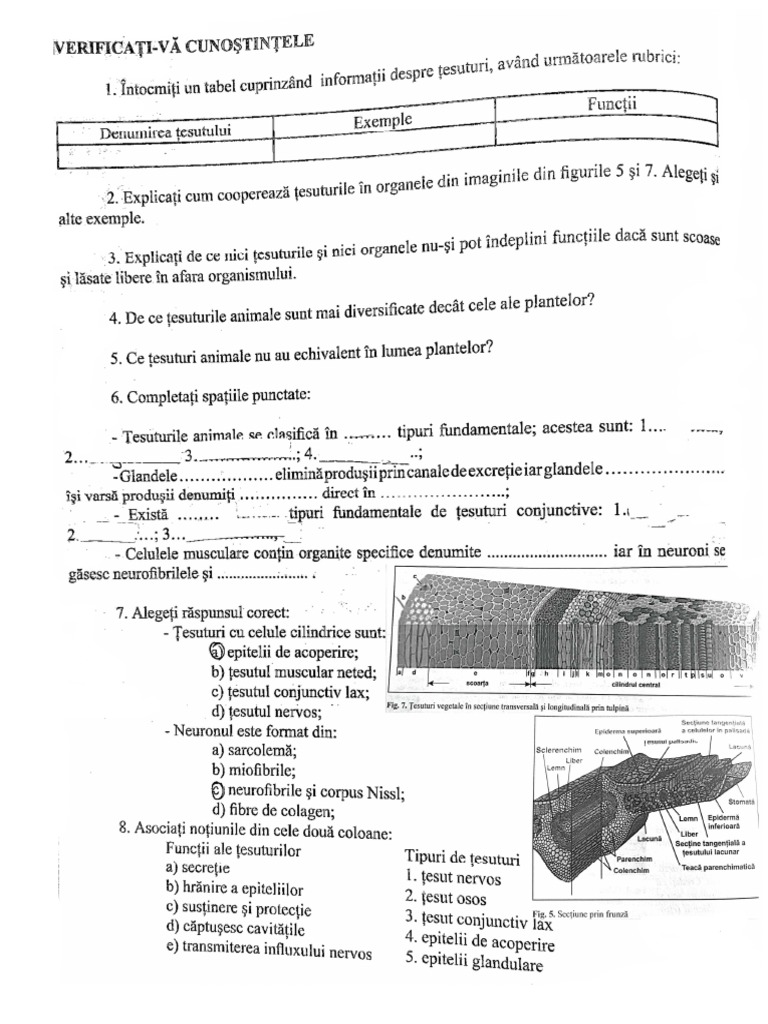 Biologie Test de Evaluare Tesuturi Animale Si Vegeetale Clasa A A X-A | PDF