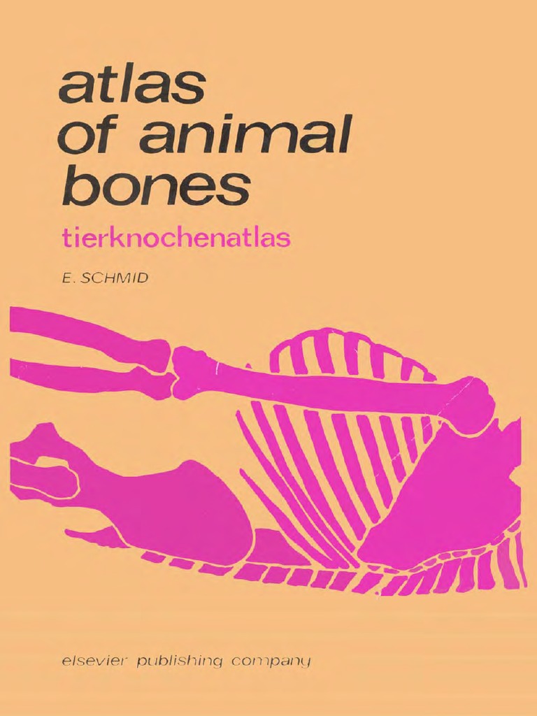 Atlas of Animal Bones - Schmid | PDF