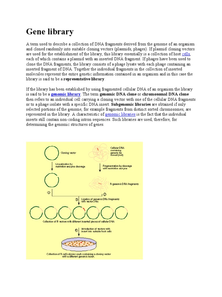 Gene Library | PDF | Molecular Cloning | Plasmid