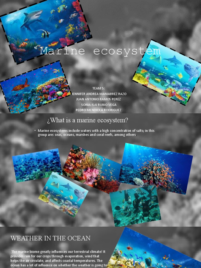 Marine Ecosystem | PDF | Oceans | Coral Reef