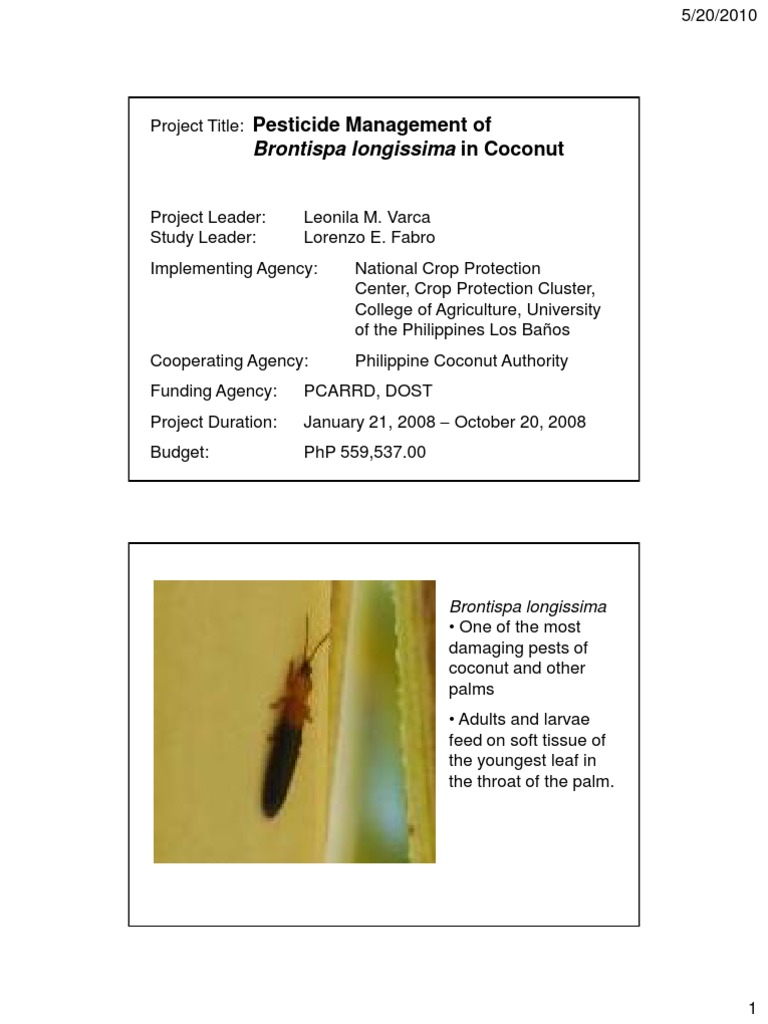 Pesticide Management of Brontispa Longissima in Coconut | PDF ...