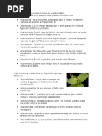 Tipos de hojas de acuerdo a la forma de su limbo | PDF | Hoja | Botánica