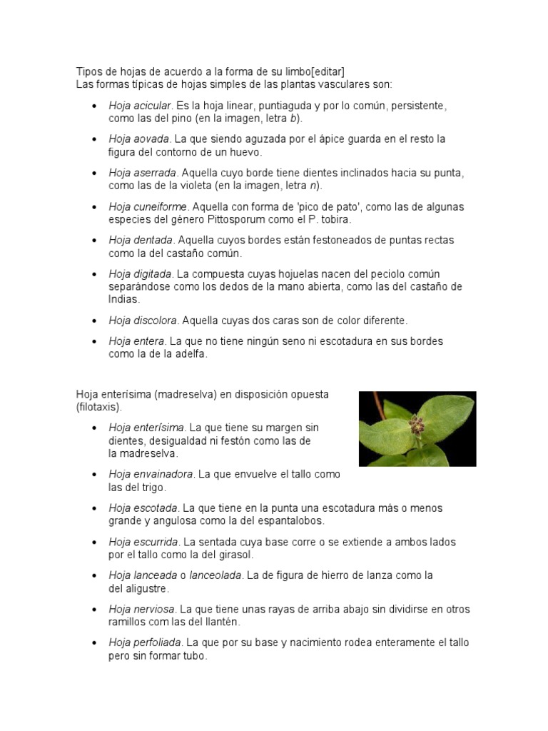 Tipos de Hojas de Acuerdo A La Forma de Su Limbo | PDF | Hoja | Plantas