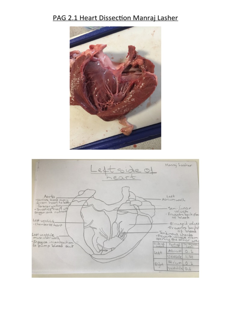 PAG 2.1 Heart Dissection | PDF