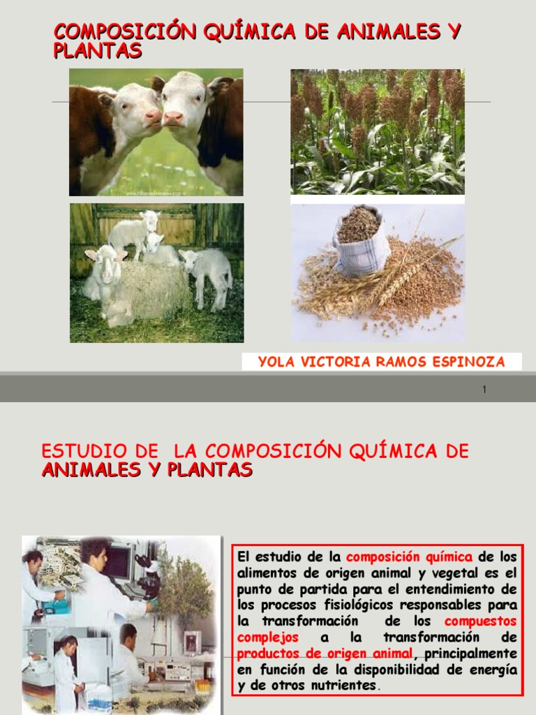 CLASE 2 NA Animales y Plantas | PDF | Carbohidratos | Nutrientes