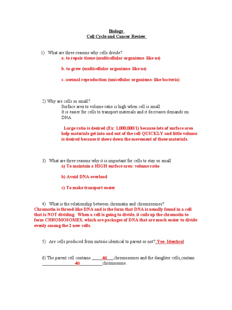 Cell Cycle and Cancer Review | PDF | Mitosis | Cell Cycle