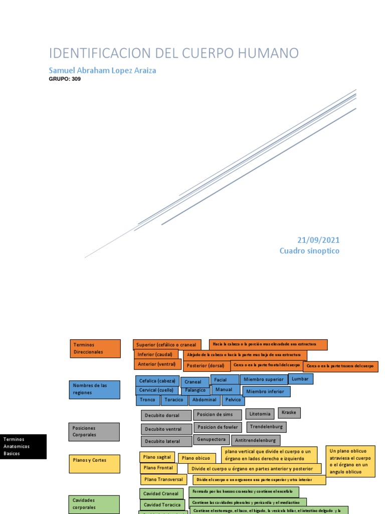 Cuadro Sinpotico Terminos Anatomicos Basicos | Descargar gratis PDF ...