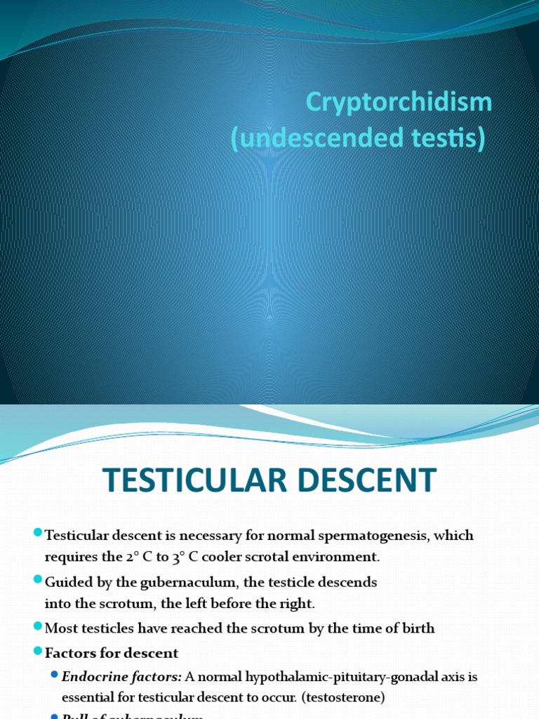 Undescended Testes | PDF | Testicle | Medicine