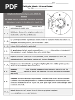 Cell Transport Worksheet | PDF | Cell Membrane | Osmosis