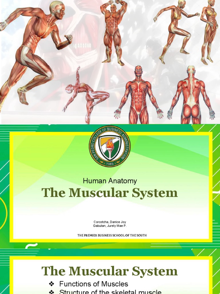 The Muscular System | PDF | Muscle | Muscle Contraction
