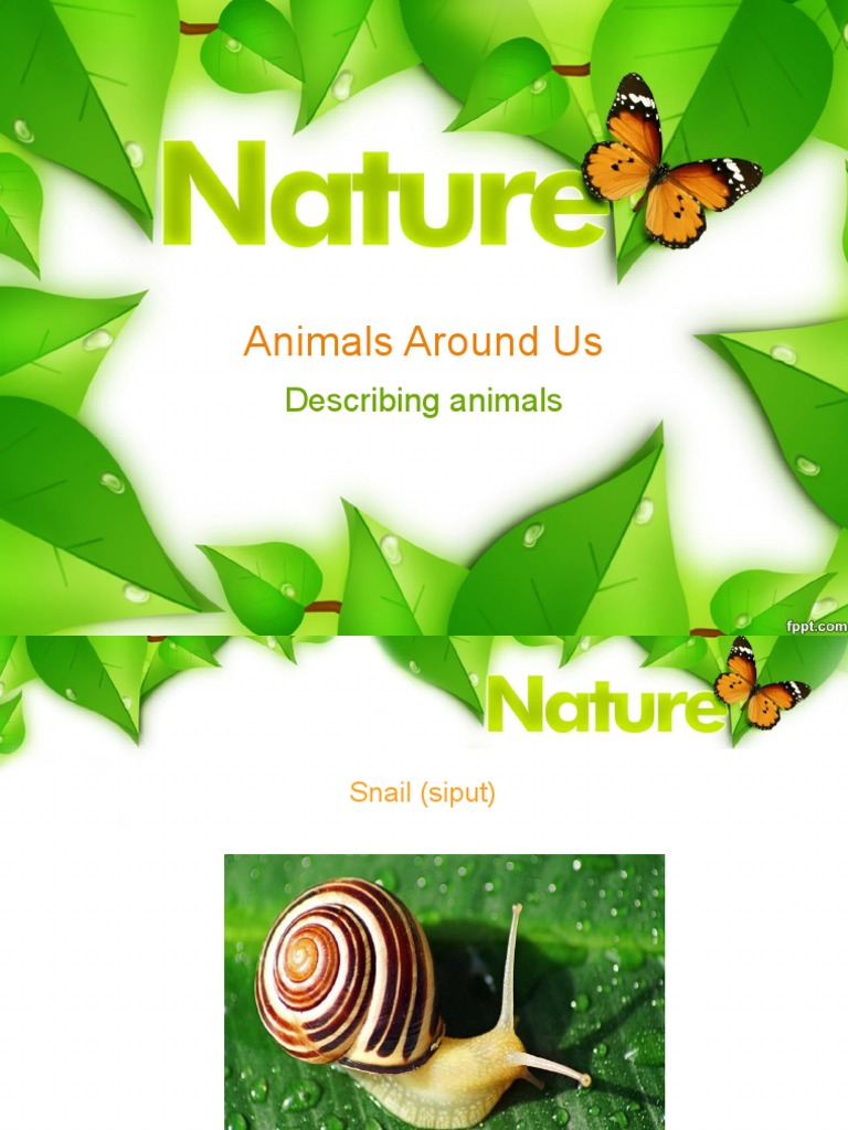 Describing Animals | PDF