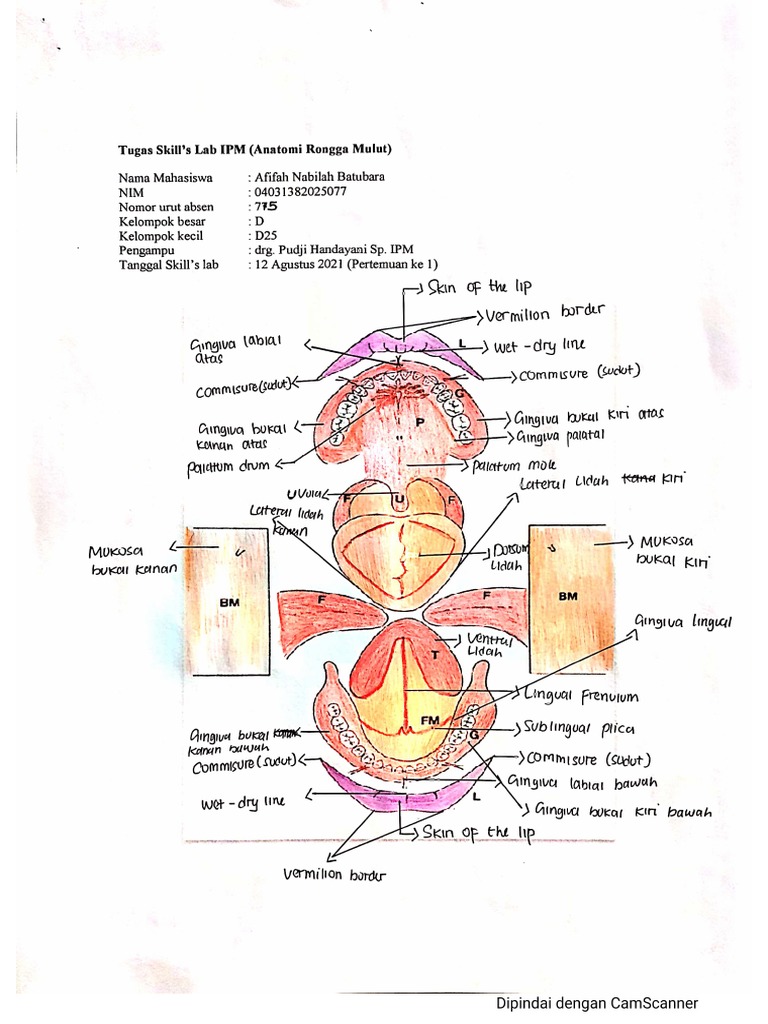 Contoh Anatomi Rongga Mulut | PDF