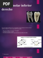 Canino Temporal Superior | PDF | Anatomia dental | Diente