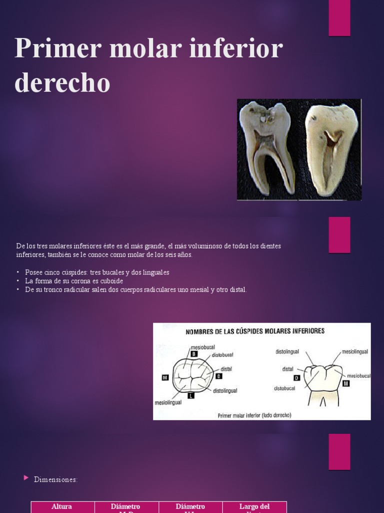 Primer Molar Inferior Derecho | PDF