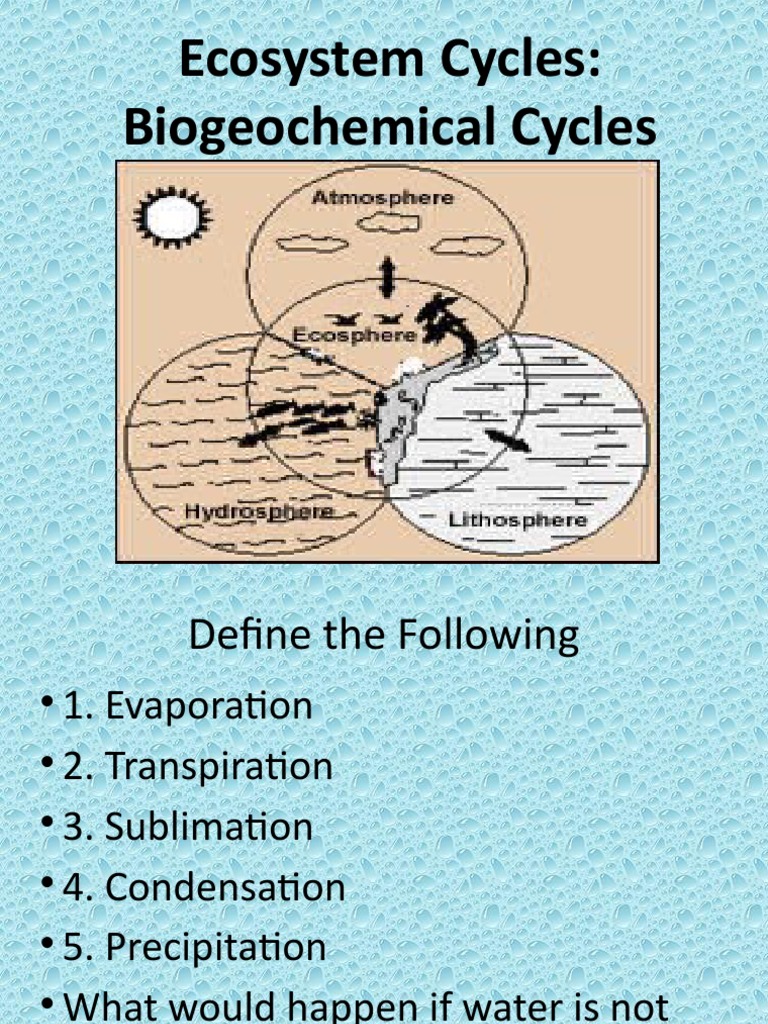03 Ecosystem Cycles | PDF | Water Cycle | Water