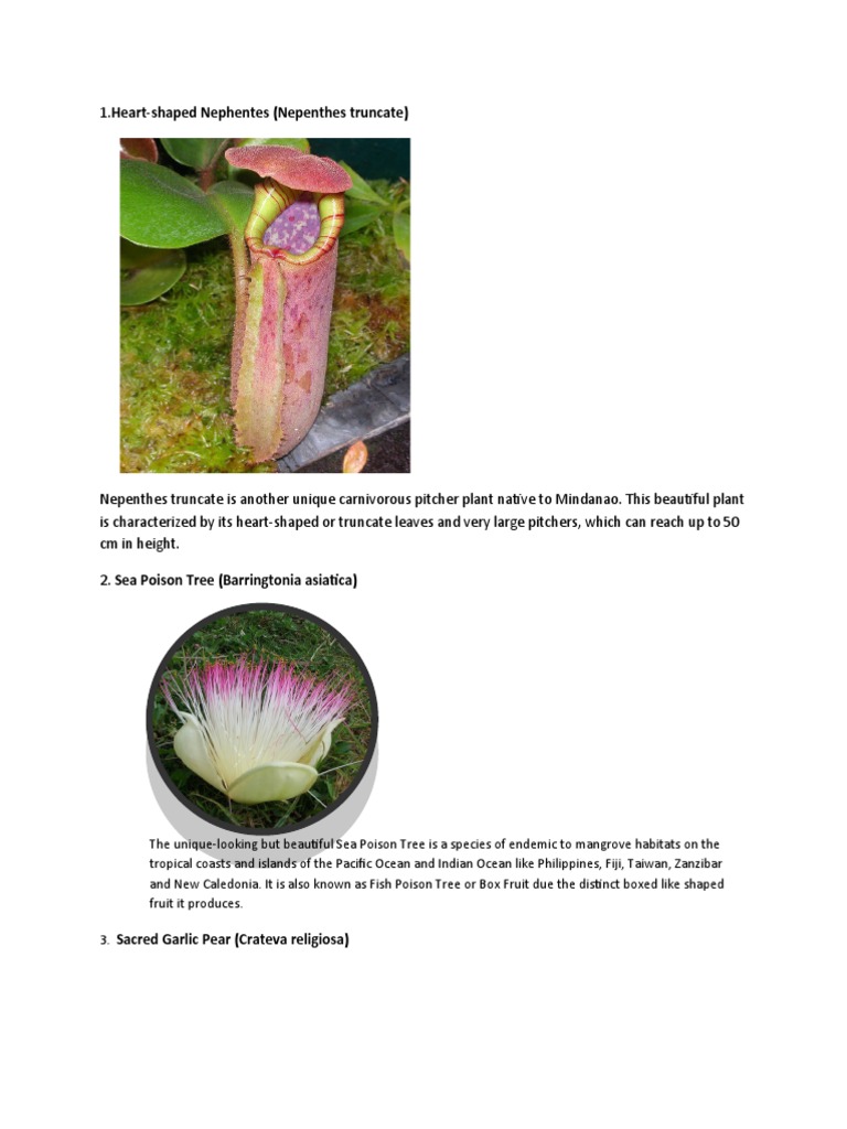 Sacred Garlic Pear (Crateva Religiosa) | PDF | Plants | Botany