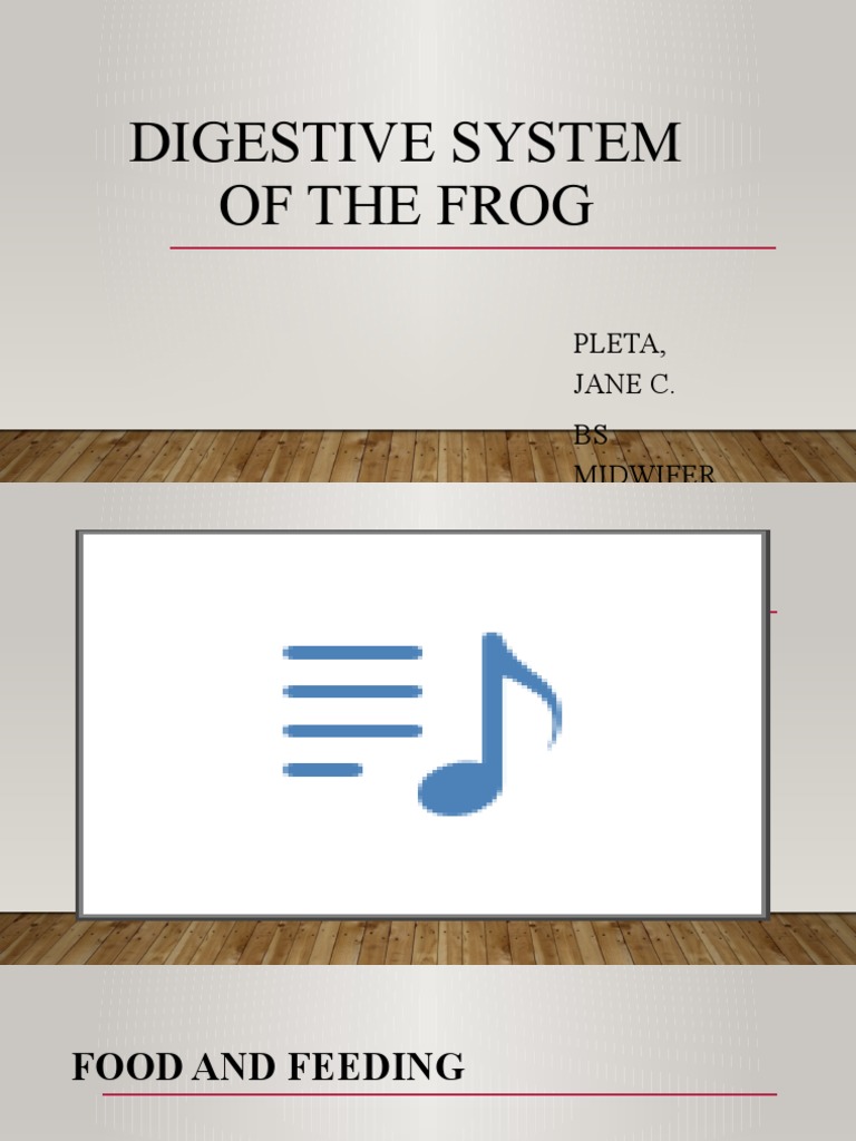 Digestive System of The Frog | PDF | Stomach | Pancreas