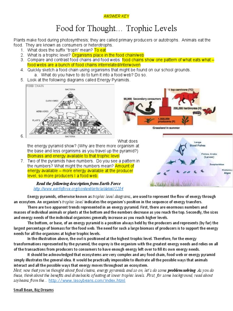 Food For Thought Trophic Levels: Answer Key | PDF | Food Web | Soybean