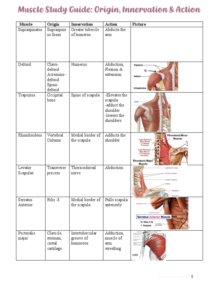 Muscle Study Guide | PDF | Human Leg | Foot