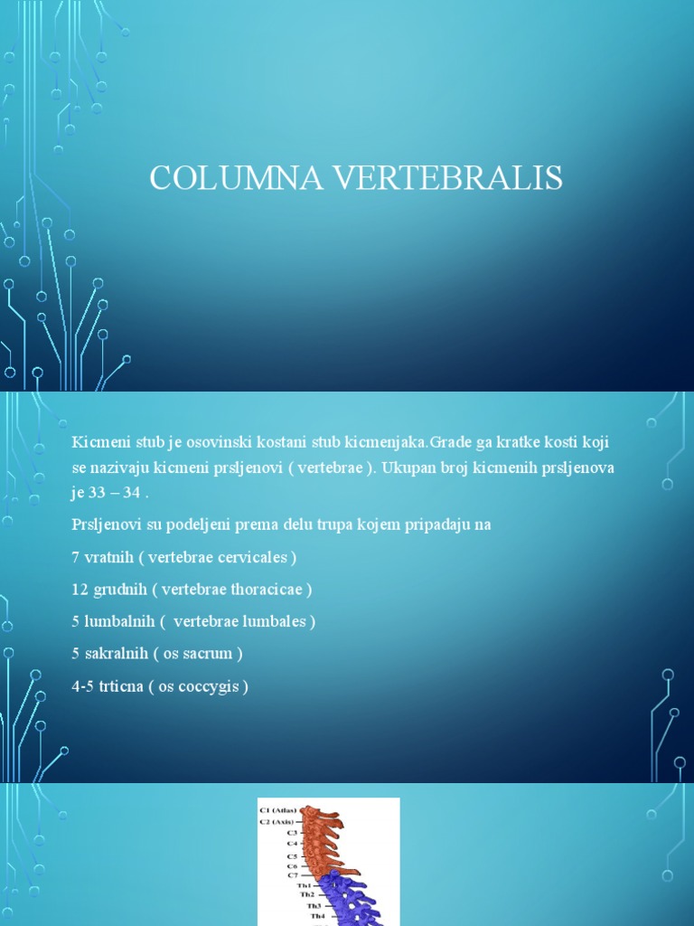 Columna Vertebralis | PDF