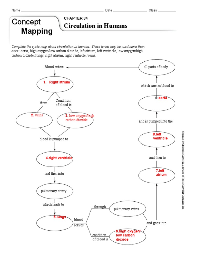 Respiratory System Concept Map