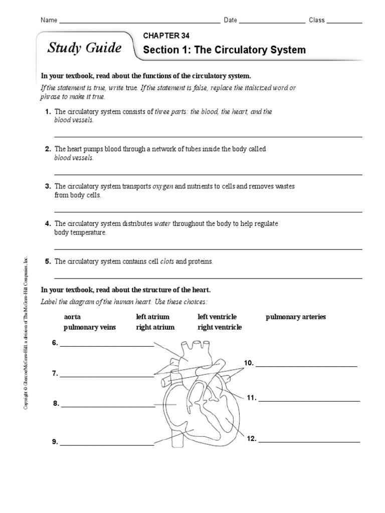 Circulatory System Study Guide | PDF | Circulatory System | Heart