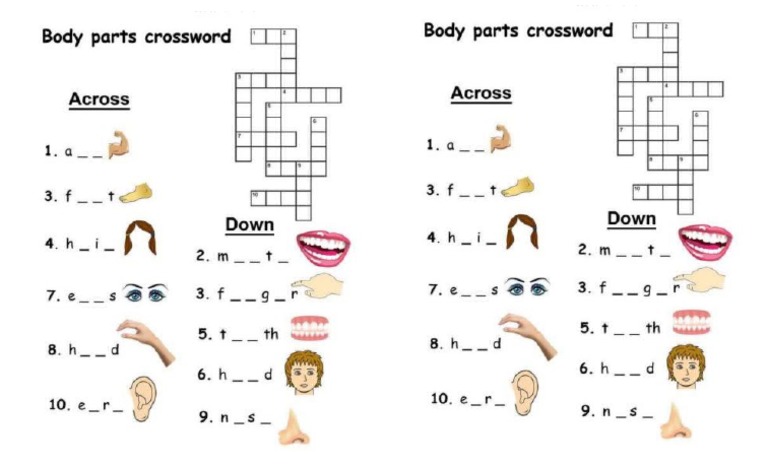 Crucigrama Las Partes Del Cuerpo | PDF