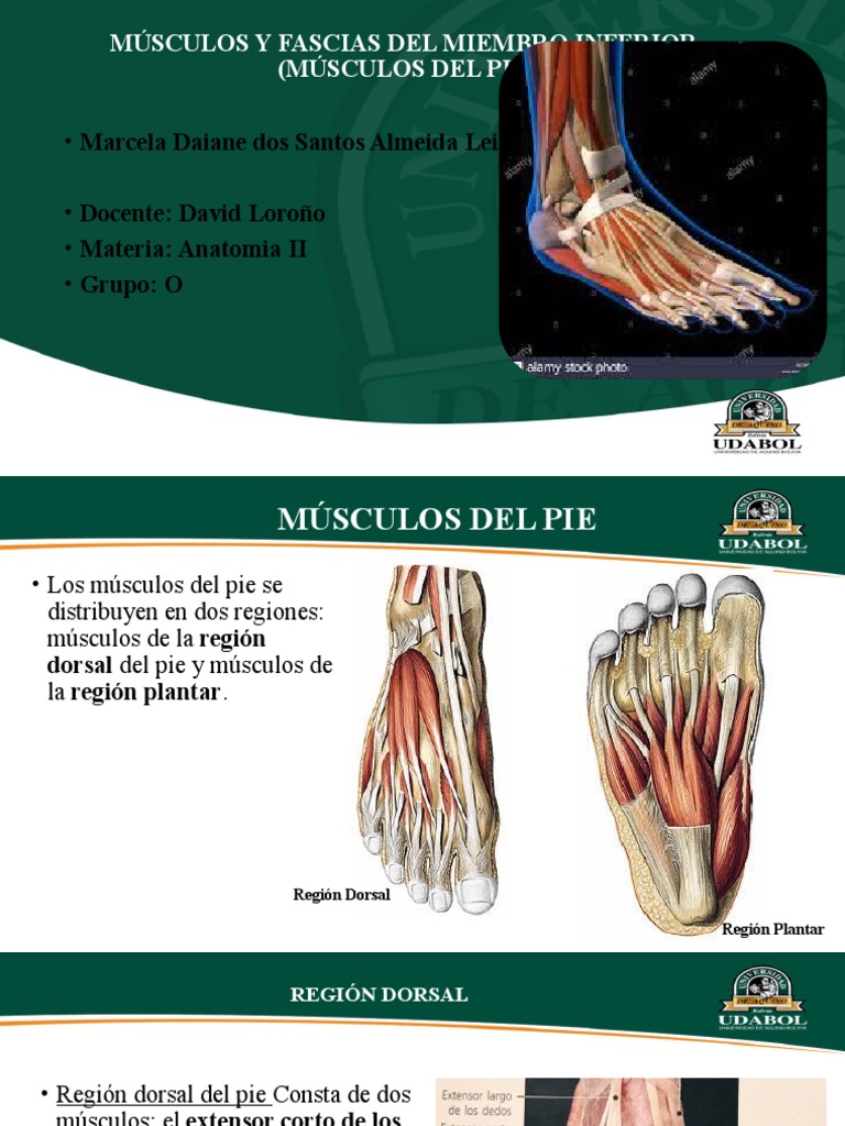 Anatomia II Musculos Del Pie | PDF | Dedo del pie | Pie
