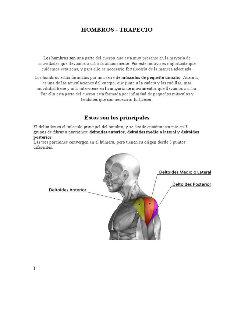 Rutina Hombros y Trapecio | PDF | Hombro | Sistema musculoesquelético