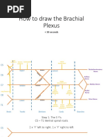 Brachial Plex Easy Diagram | PDF | Science & Mathematics