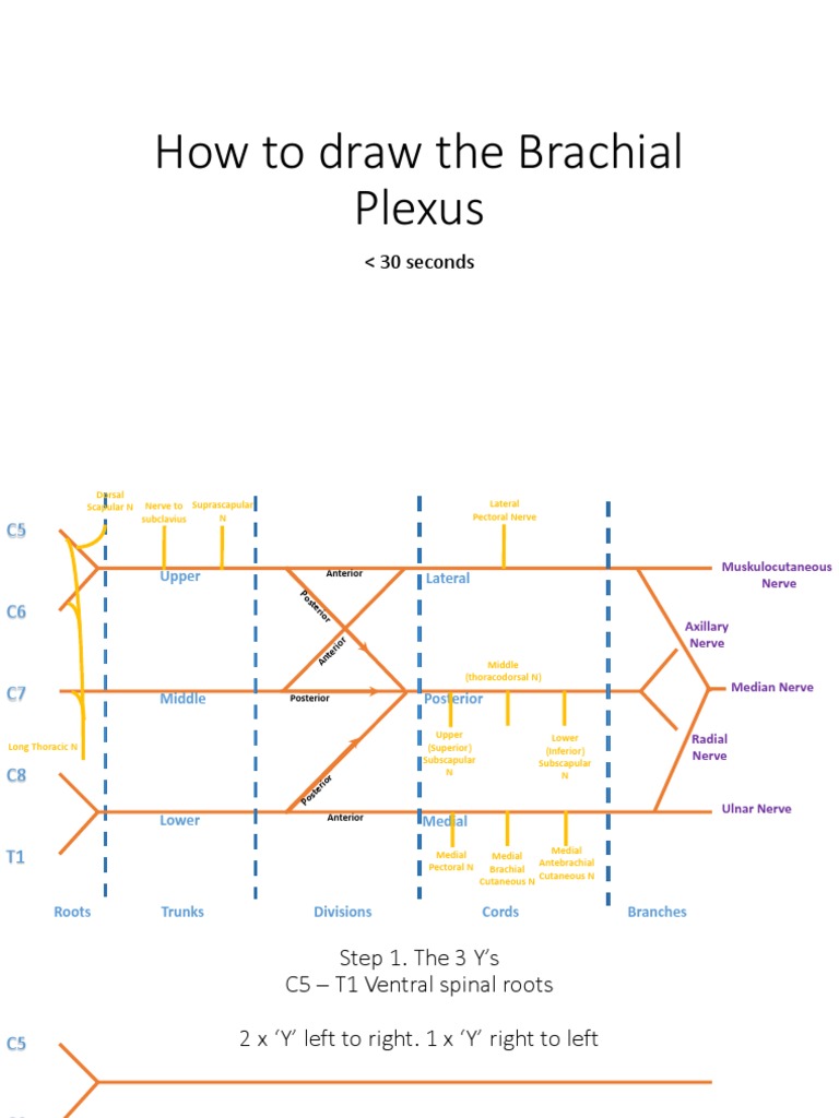 How To Draw The Brachial Plexus | PDF | Human Anatomy | Neuroanatomy