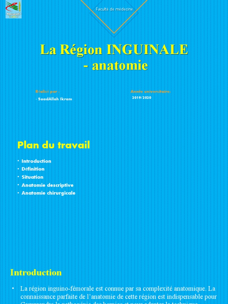 Région Inguinale | PDF | Péritoine | Anatomie humaine