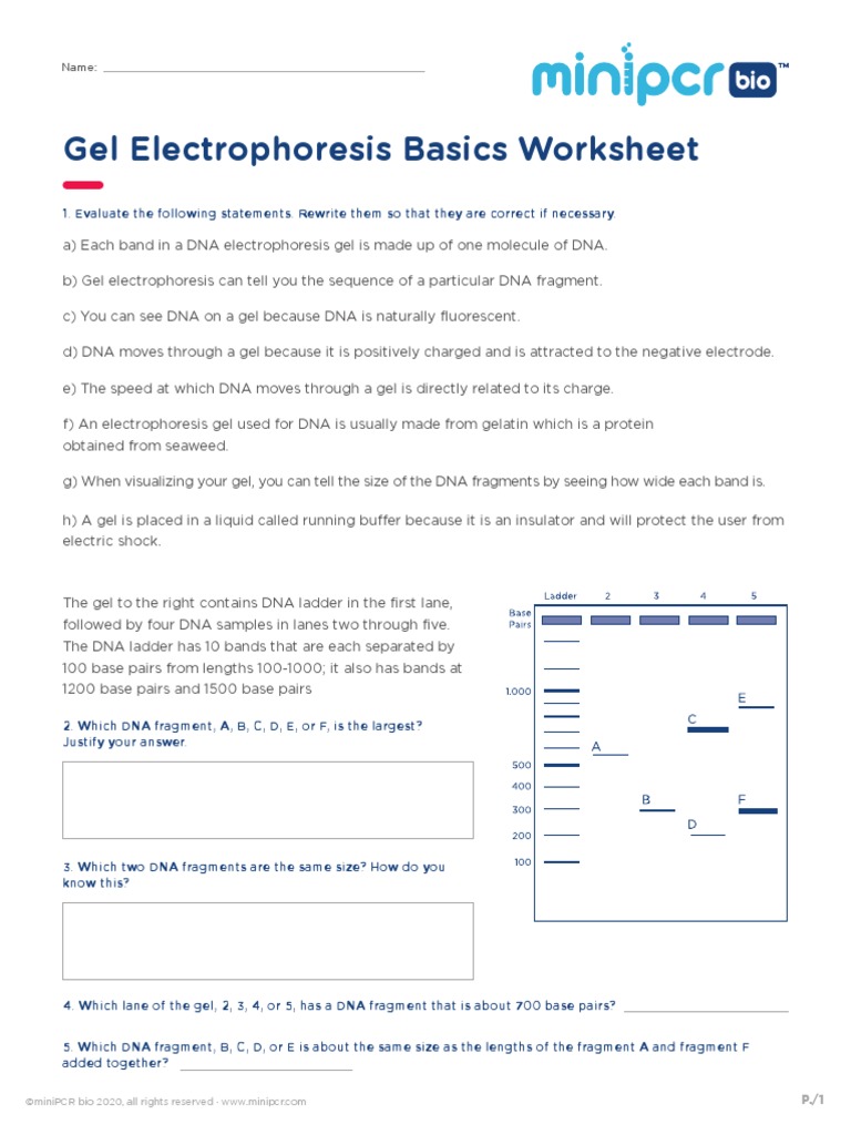 Gel Electrophoresis Basics Worksheet: Name | PDF | Gel Electrophoresis ...
