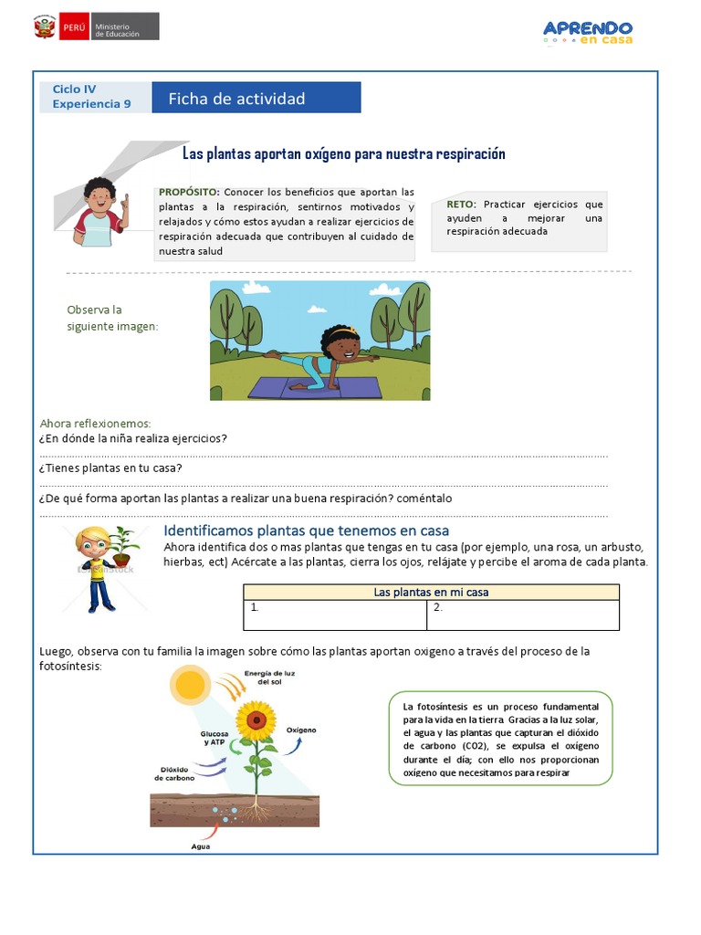 Hoja De Trabajo De Respiración Y Fotosíntesis Diagrama Que Muestra