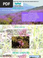 Sacha Culantro | PDF | Hierbas y especias | Alimentos