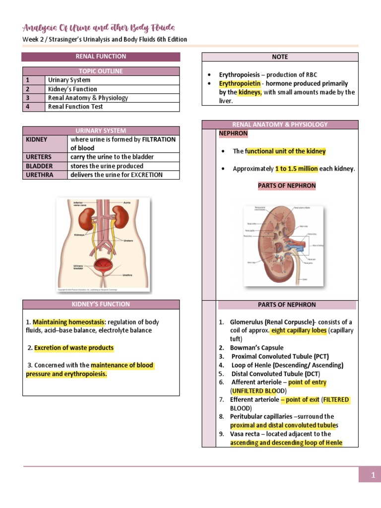 Analysis of Renal Function: A Comprehensive Review of Urine Formation ...