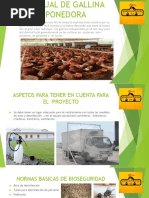 Porcinocultura en Bolivia | PDF | Bolivia | Carne