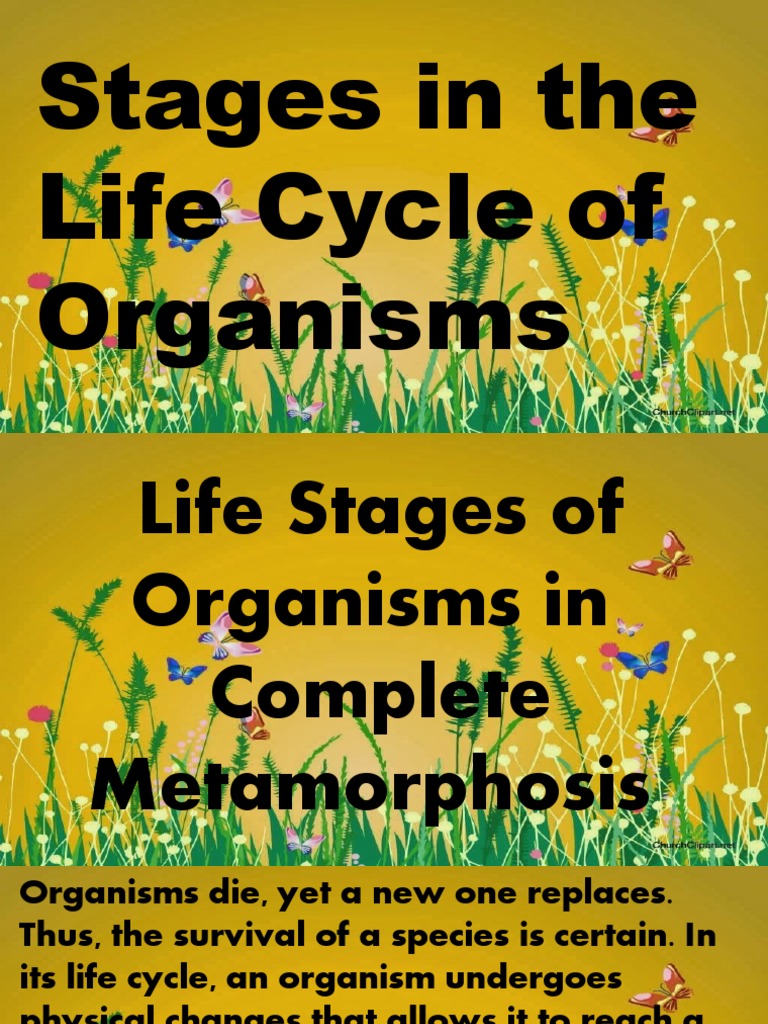 Stages in The Life Cycle of Organisms | PDF | Pupa | Insects
