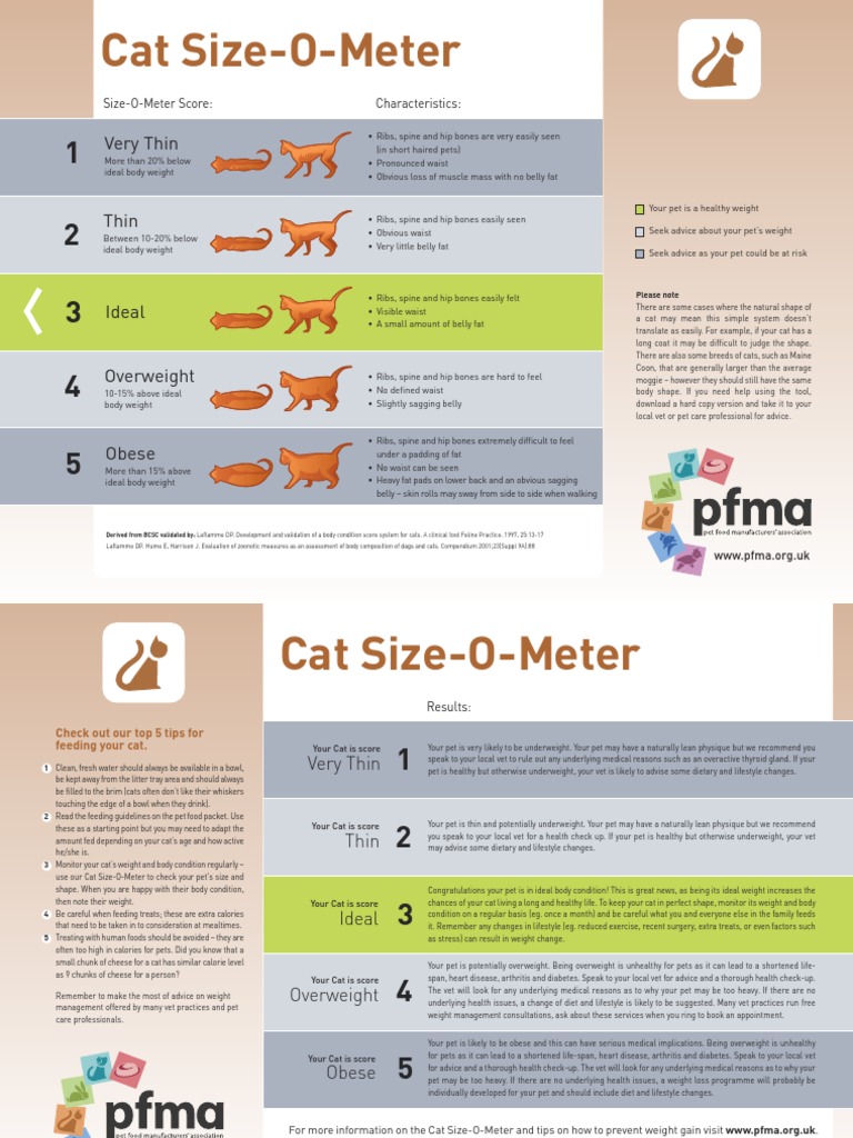 Pet Size o Meter Cat | PDF | Obesity | Cats