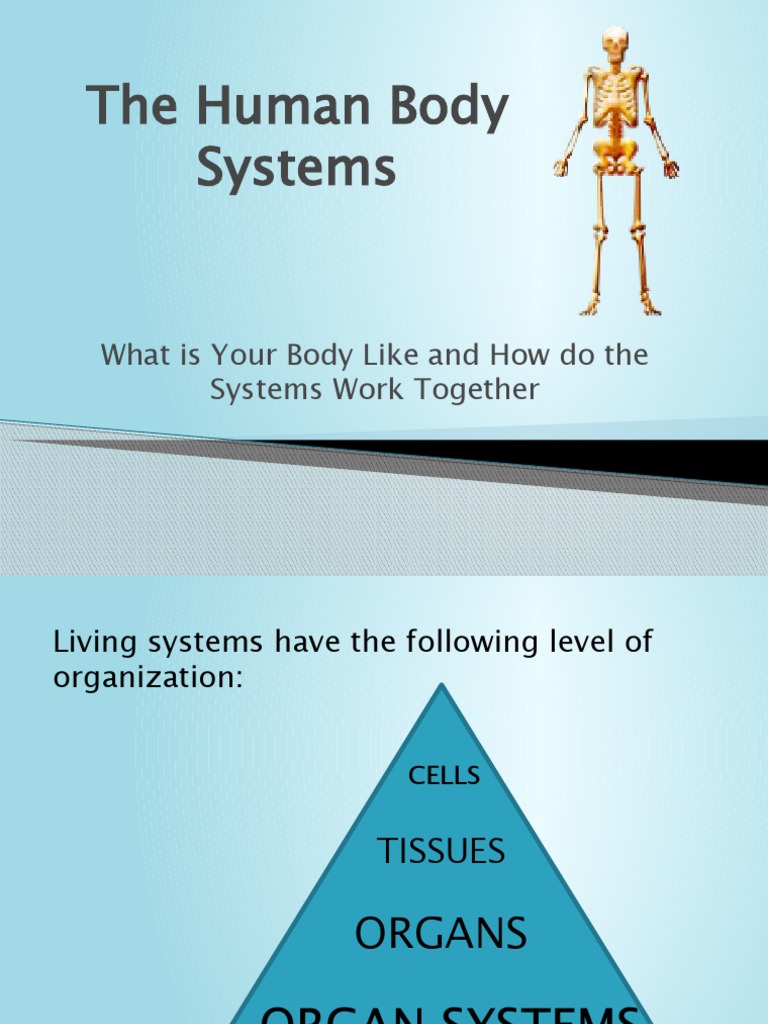 The Human Body Systems Power Point | PDF | Human Body | Blood