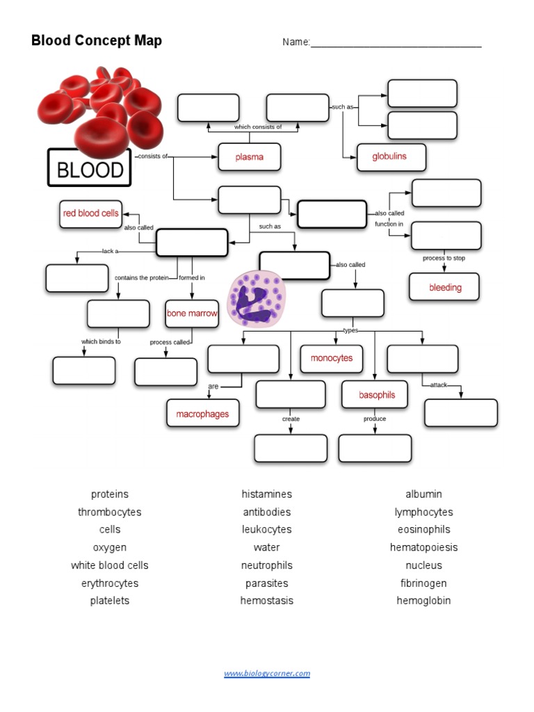 Blood Concept Map: Name | PDF