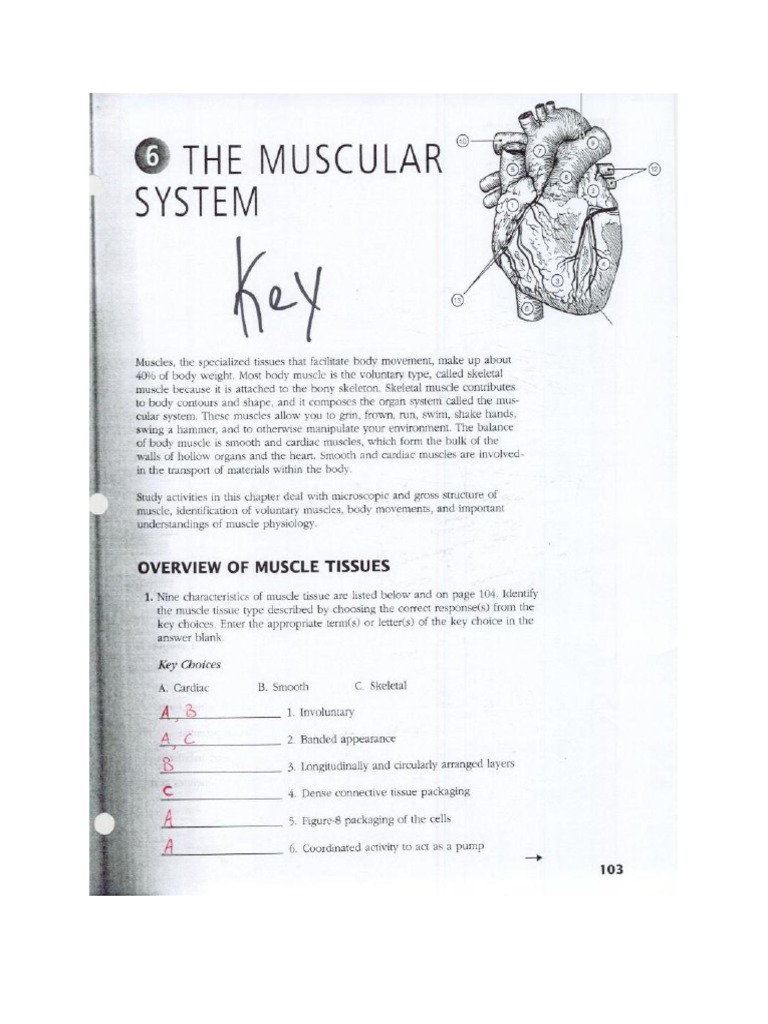 Skeletal Muscle Activity Chapter 6