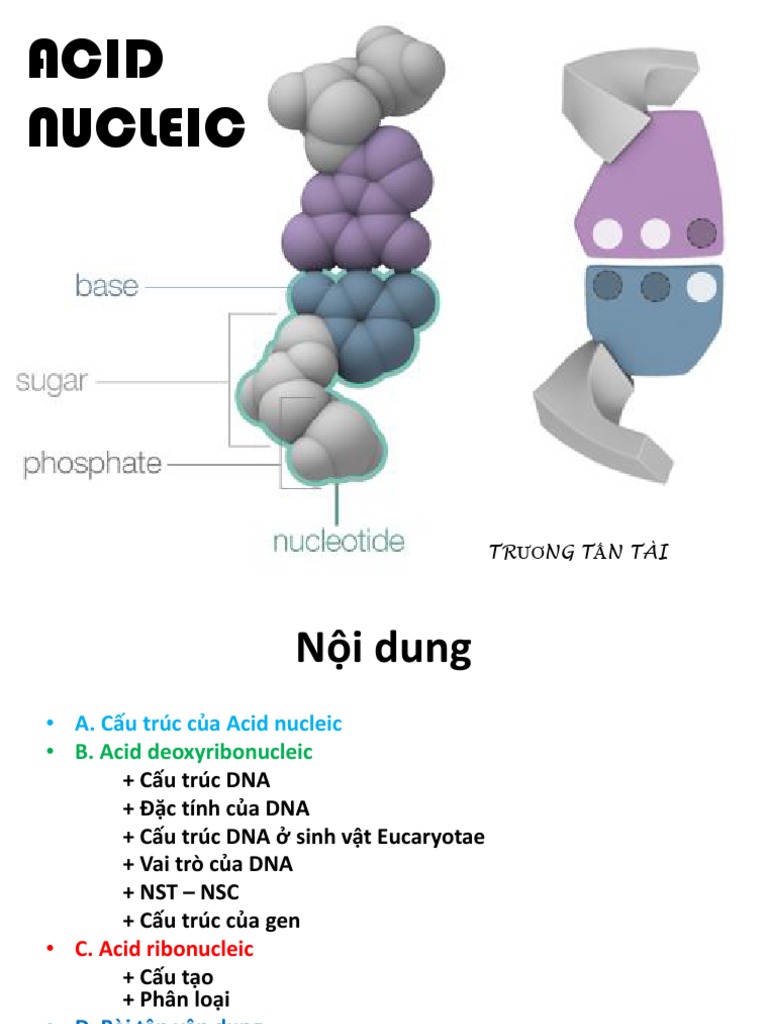 Acid Nucleic | PDF