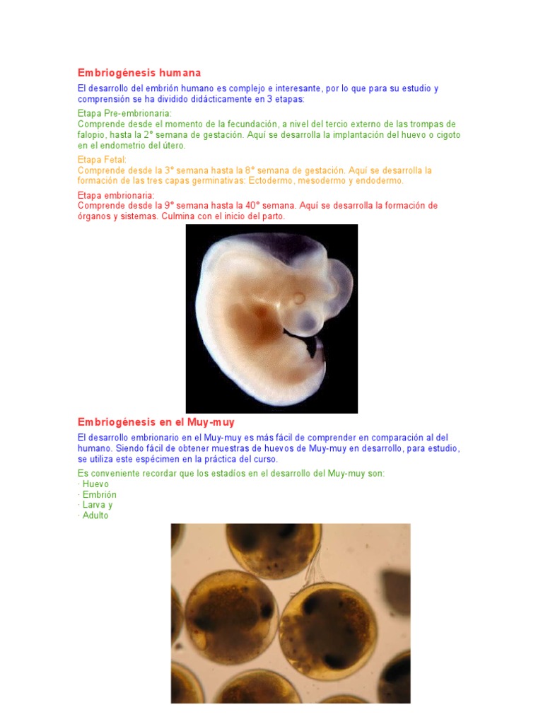 Embriogénesis Humana | PDF | Anatomía | Organismos