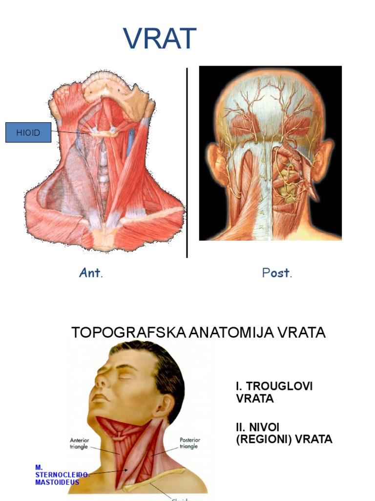 Topografska Anatomija Vrata | PDF