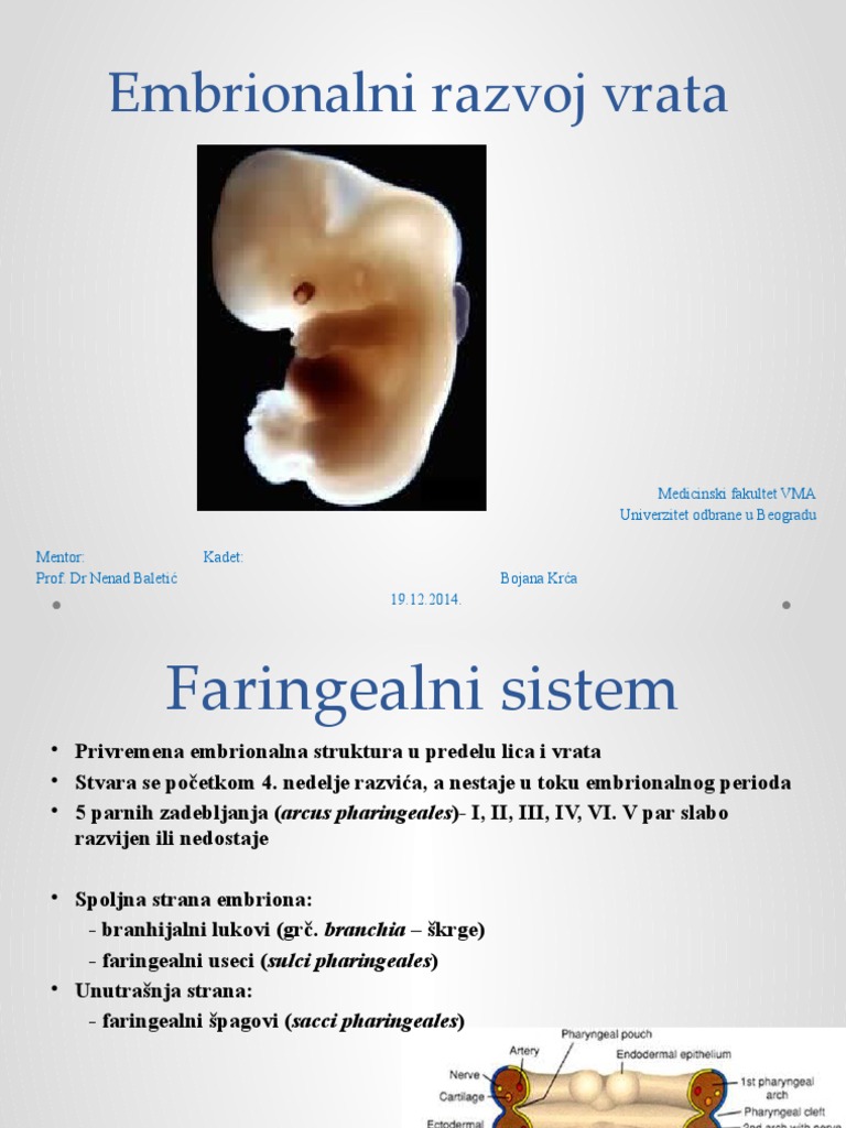 Embrionalni Razvoj Vrata | PDF