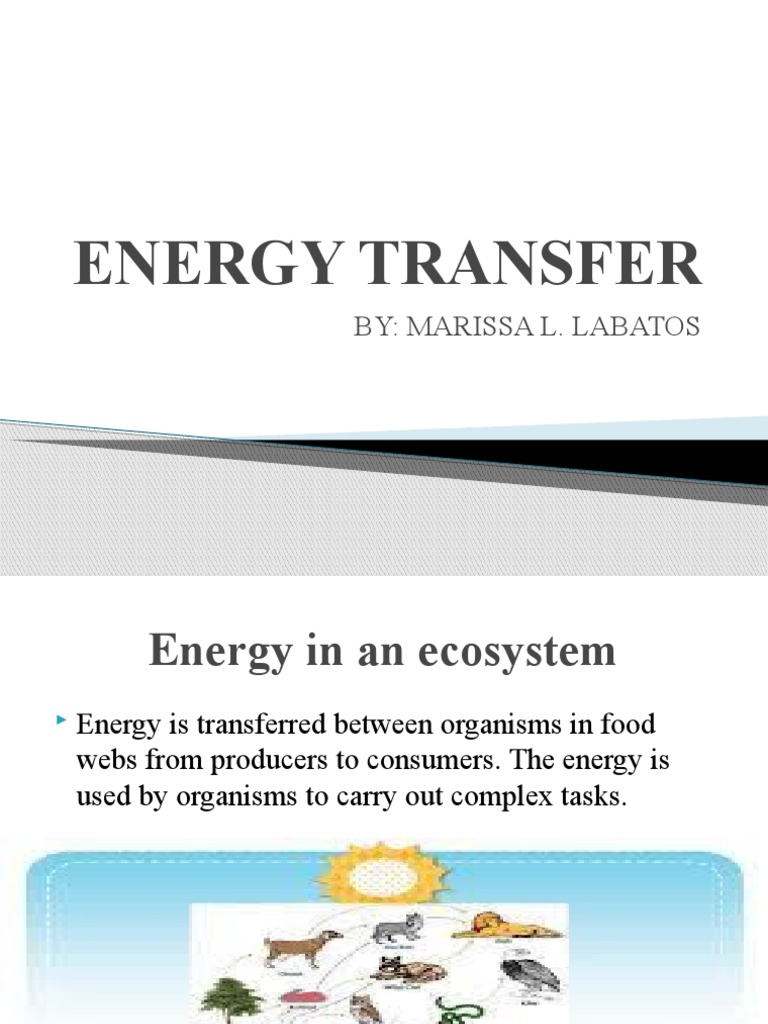 Energy Transfer in Ecosystems | PDF | Science & Mathematics ...